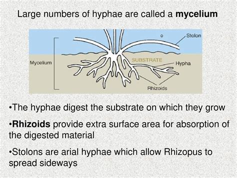 Fungi Ppt Download