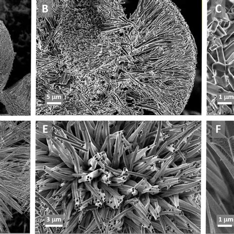 Sem Micrographs Of The Crystalline Material Produced By 34mel Download Scientific Diagram