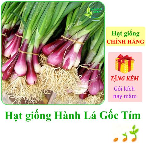 Seeds Hạt Giống Hành Lá Gốc Tím Rạng Đông Rado 938 Gói 2 Gram Khoảng