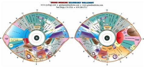Dr Morse Iridology Chart Cámara De Iridología Maikong And Fabricante