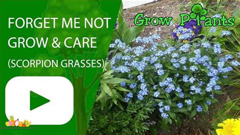 How To Grow Forget Me Nots A Comprehensive Guide April 2024