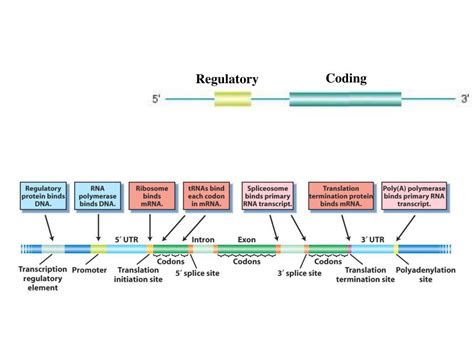 Ppt A A Mutation Forward Mutation Powerpoint Presentation