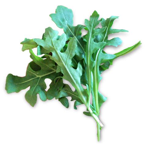 Arugula – Allied Botanical Corporation