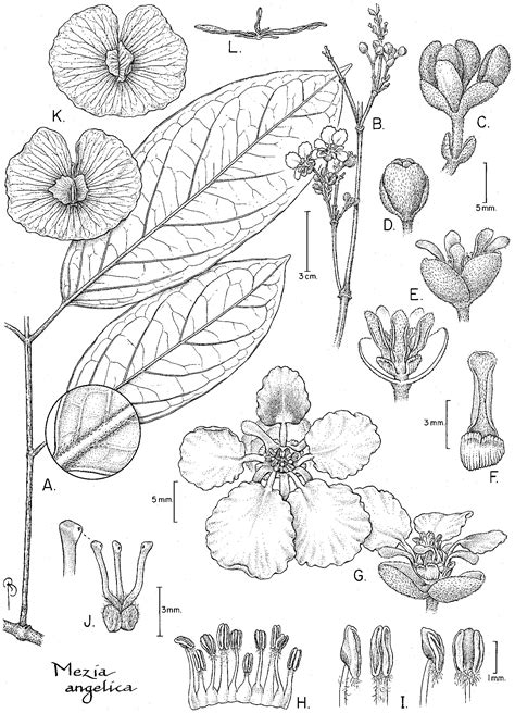 Scientific Plant Drawings