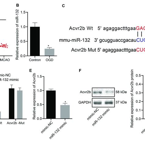 Mir 132 Targets And Represses Acvr2b Expression A Mir 132 Download Scientific Diagram