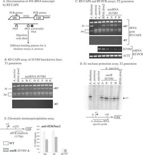 Suvr4 Is Implicated In Nucleolar Dominance A Diagram Outlining The