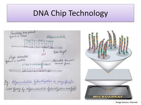 Gene Mapping Methods Ppt