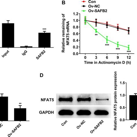 Safb2 Directly Binds To Nfat5 In Breast Cancer Cells A Rip Assay Was