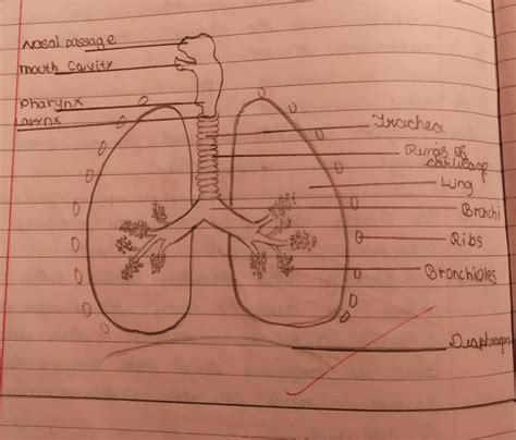 Draw A Well Labelled Diagram Of Human Respiratory System The
