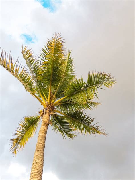 경치 경치가 좋은 고요한 구름 구름 낀 하늘 기후 나무 둥치 나뭇잎 로우앵글 샷 성장 수직 쐈어 식물 식물의 식물학 아무도 야외 사진 야외 설정