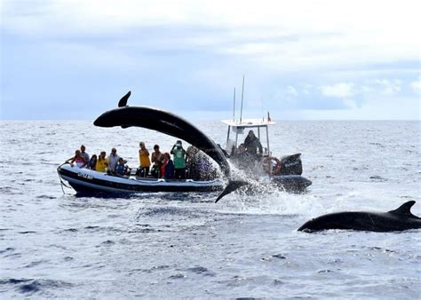 Join Us For A Group Whalewatching Trip In The Azores Mammal Watching
