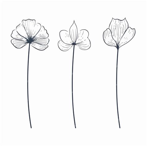 Premium Vector Graceful Popy Illustration With A Minimalist Design