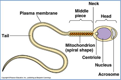 Md2001 Early Embryonic Development Flashcards Quizlet