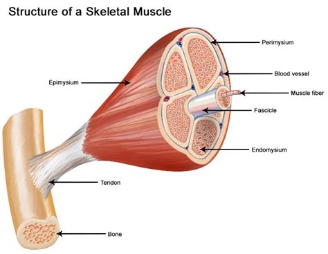 Seer Training Structure Of Skeletal Muscle Worksheets Samples