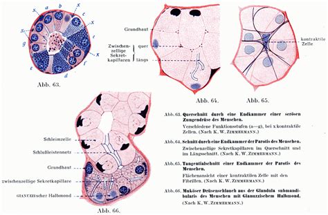筋上皮細胞 Myoepithelial cell JapaneseClass jp