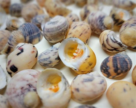 X6 Bleeding Tooth Shell Nerite Shells Oddities Curiosities