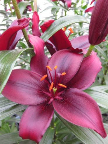 Mapira Longiflorum Asiatic Lily from the Gold Medal winning Harts Nursery