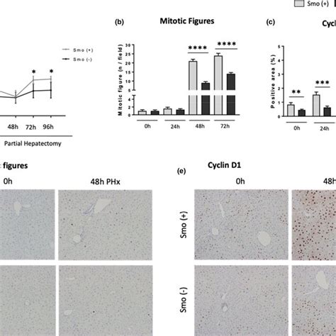 Smoothened Deletion In Hepatocytes Effectively Inhibits Hedgehog