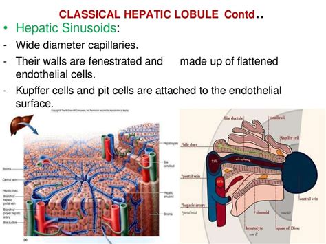 Histology Of Liver Ppt