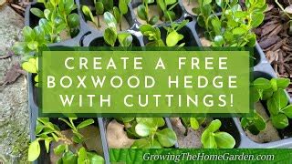 Diy Easy Boxwood Buxus Propagation How To Grow Boxwood From Cuttings Create Your Own Hedge Dee S