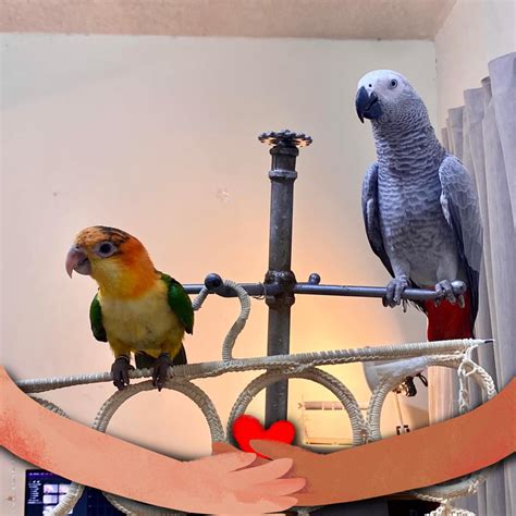 挑戰訓練 Day2：來到訓練的第二天，不知道他會不會完整四個字說出來 灰鸚鵡 訓鳥教室 挑戰 新年 鸚鵡格格money