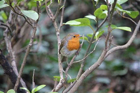 European Robins Are So Cute Rbirding