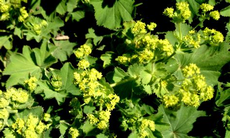 Alchemilla Vulgaris Cultivated Usa Eflora Of India