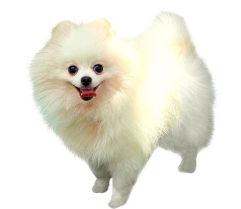 Собака на прозрачном фоне