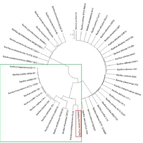The Homologous Sequences Phylogenetic Tree Constructed Using Mega X By