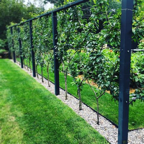 Complete Guide To Fast Growing Hedges For Privacy Artofit