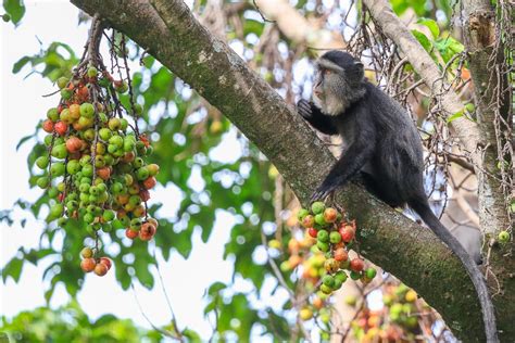 Blue Monkey Cercopithecus Mitis Feeding On Sycamore Fig Ficus