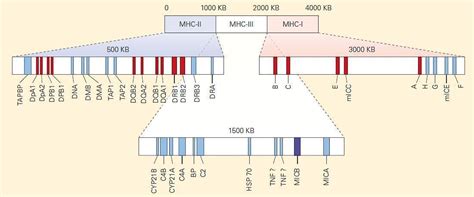 Mhc And Antigen Presentation Immunopaedia