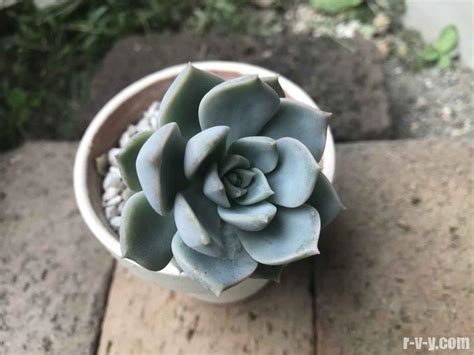多肉植物徒長した苗を仕立て直し Mrs Succulent