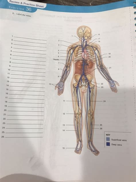 Solved Review Practice Sheet Exercise 2 Label The Veins Chegg
