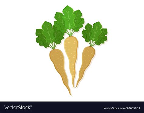 parsnip fresh vegetable delicious healthy food vector image