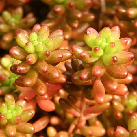 Sedum Rubrotinctum Alvarez Nursery