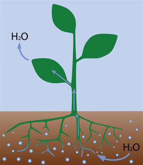 What Is Transpiration With Pictures