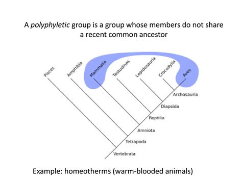 Cladistic Analysis And Classification In The Post Cronquistian Era