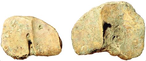 Roe Deer Metacarpus On The Left Compared With Sheepgoat Metacarpus