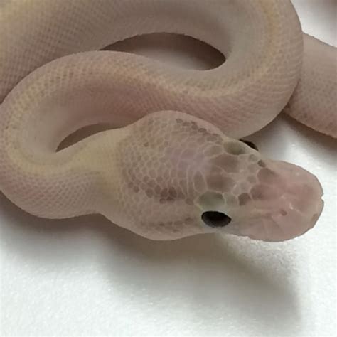 Ivory Ball Python For Sale With Live Arrival Guarantee XyzReptiles