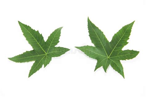 Arbre Plat De Feuille Verte Naturelle Avec Des Veines Sur Un Fond Blanc