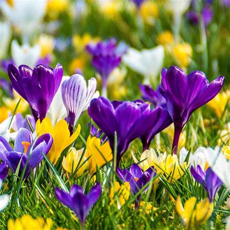 Botanical Crocus Mix Spring Hill Nurseries Spring Hill Nursery