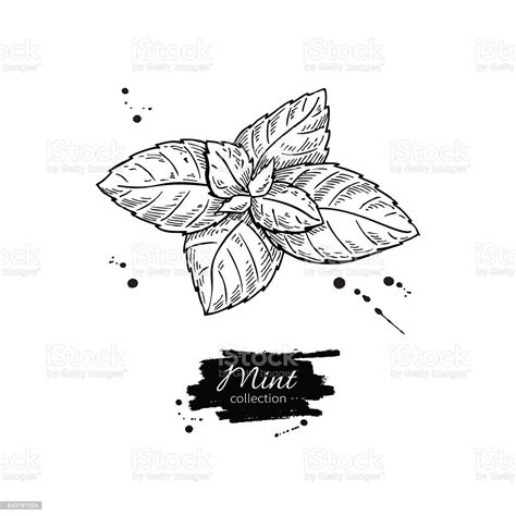 ミントのベクトルスケッチます絶縁植物とミントの葉を刺します ミントのベクターアート素材や画像を多数ご用意 ミント イラストレーション