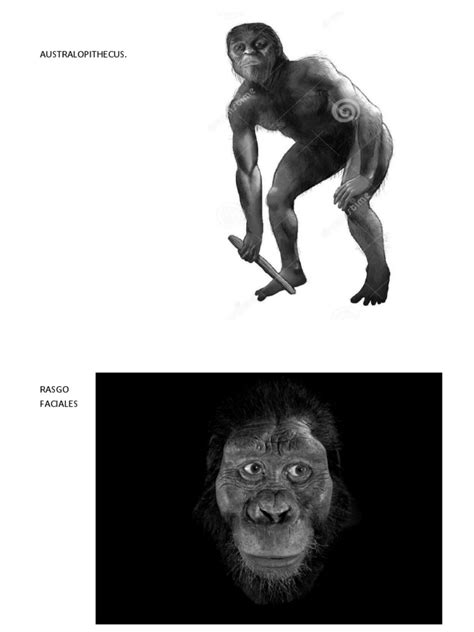 Australopithecus Pdf