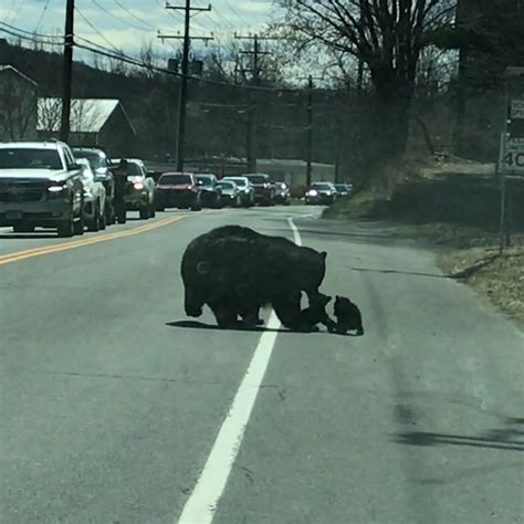 Momma Bear Struggles To Control Naughty Cubs 😅 Ursidae The