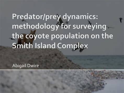 Predator Prey Dynamics Methodology For Surveying The Coyote Population On The Smith Island