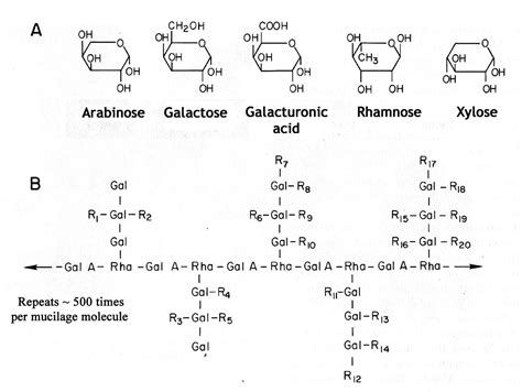 Mucilage In Cacti Trouts Notes