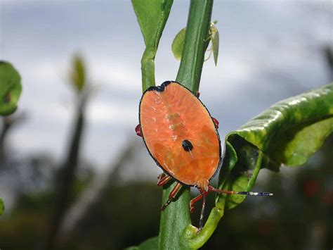 Bronze Orange Bug Insects And Organic Gardening