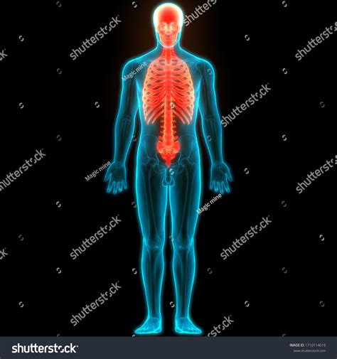 Human Skeleton System Axial Skeleton Anatomy Stock Illustration