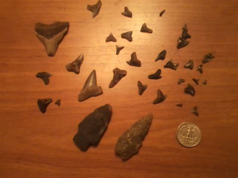A Few Teeth Fossil Id The Fossil Forum